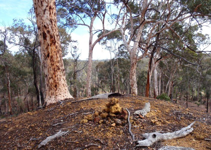 Christmas Tree Well Walk, WalkGPS bushwalk, Darling Range, Western ...