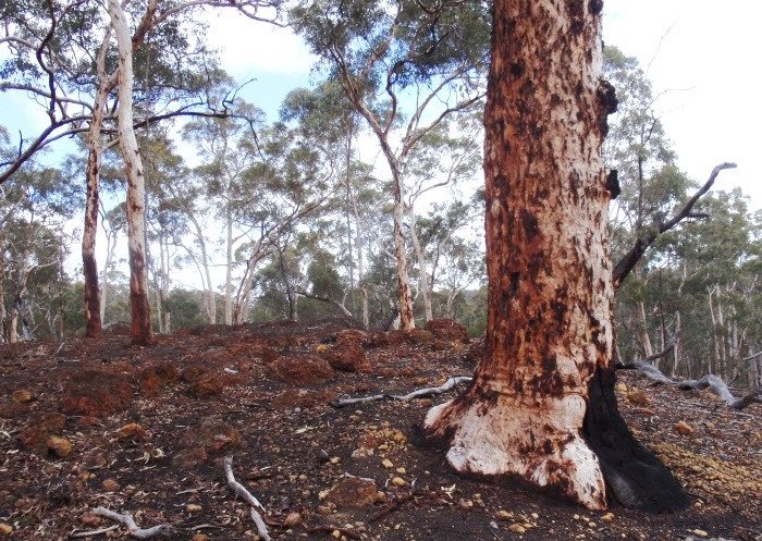Christmas Tree Well Walk, WalkGPS bushwalk, Darling Range, Western ...