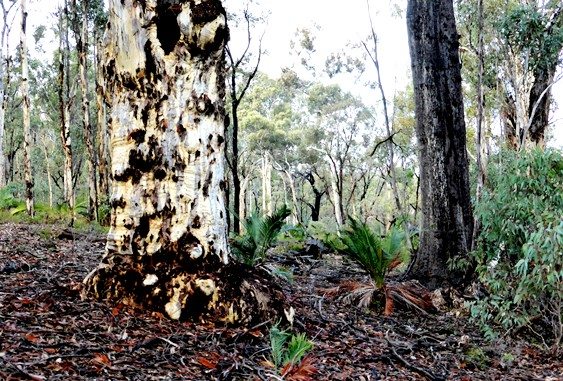 Christmas Tree Well Walk, WalkGPS bushwalk, Darling Range, Western ...