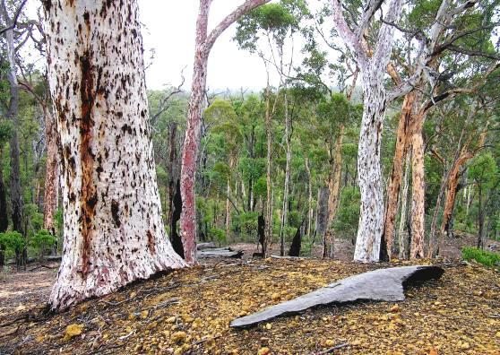 Christmas Tree Well Walk, WalkGPS bushwalk, Darling Range, Western ...