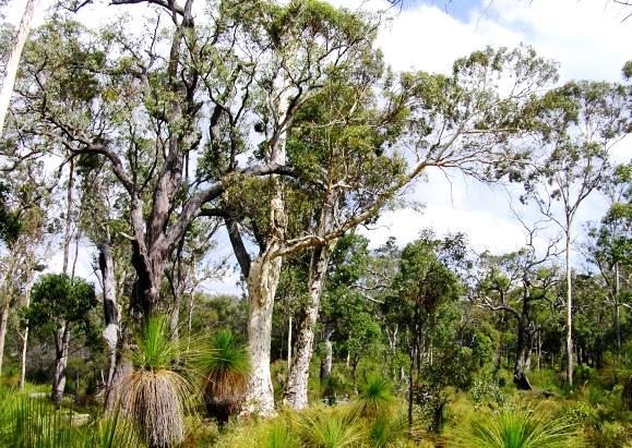 Christmas Tree Well Walk, WalkGPS bushwalk, Darling Range, Western ...