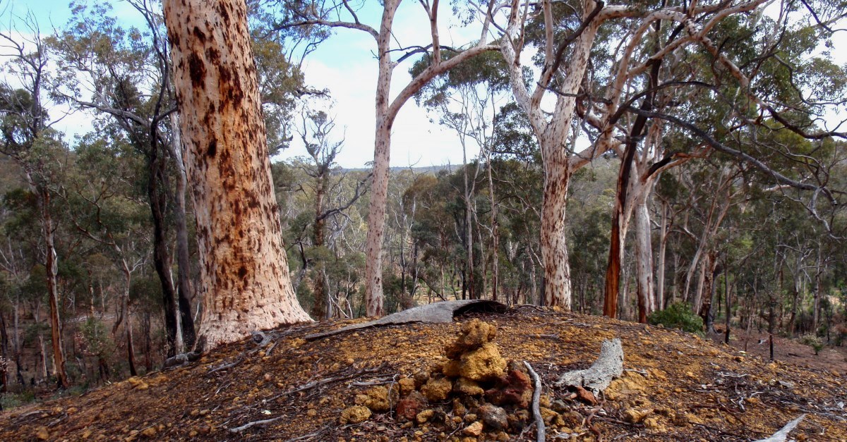 Christmas Tree Well Walk, WalkGPS bushwalk, Darling Range, Western ...